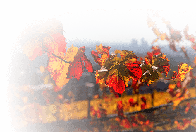 État de tous les rêves, de la Ruée vers l’or et d’Hollywood, la ...